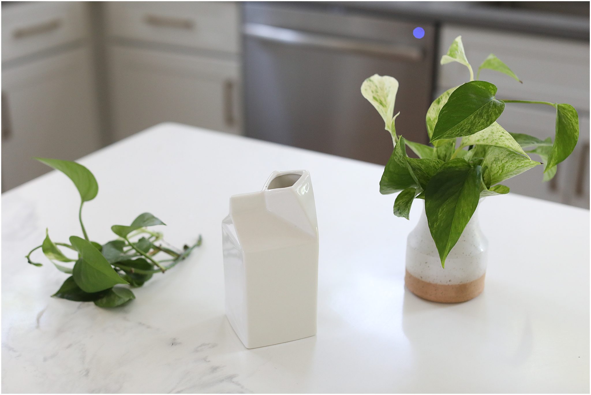 How to Propagate Pathos |simple project at home - Showit Blog